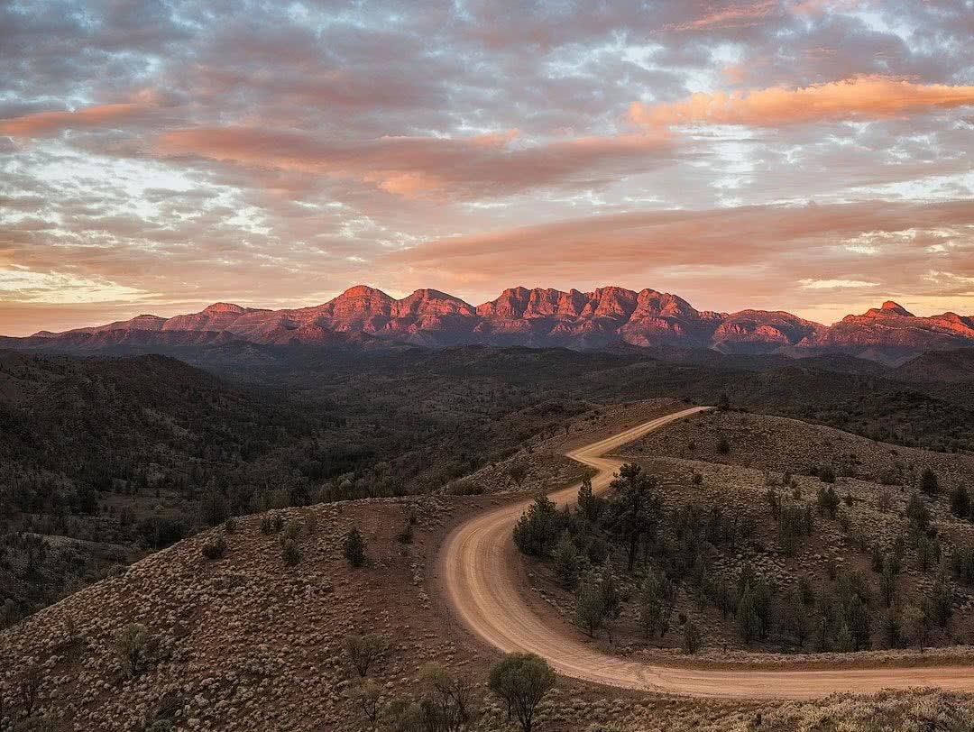 Wildflowers at Wilpena Pound in Flinders Ranges