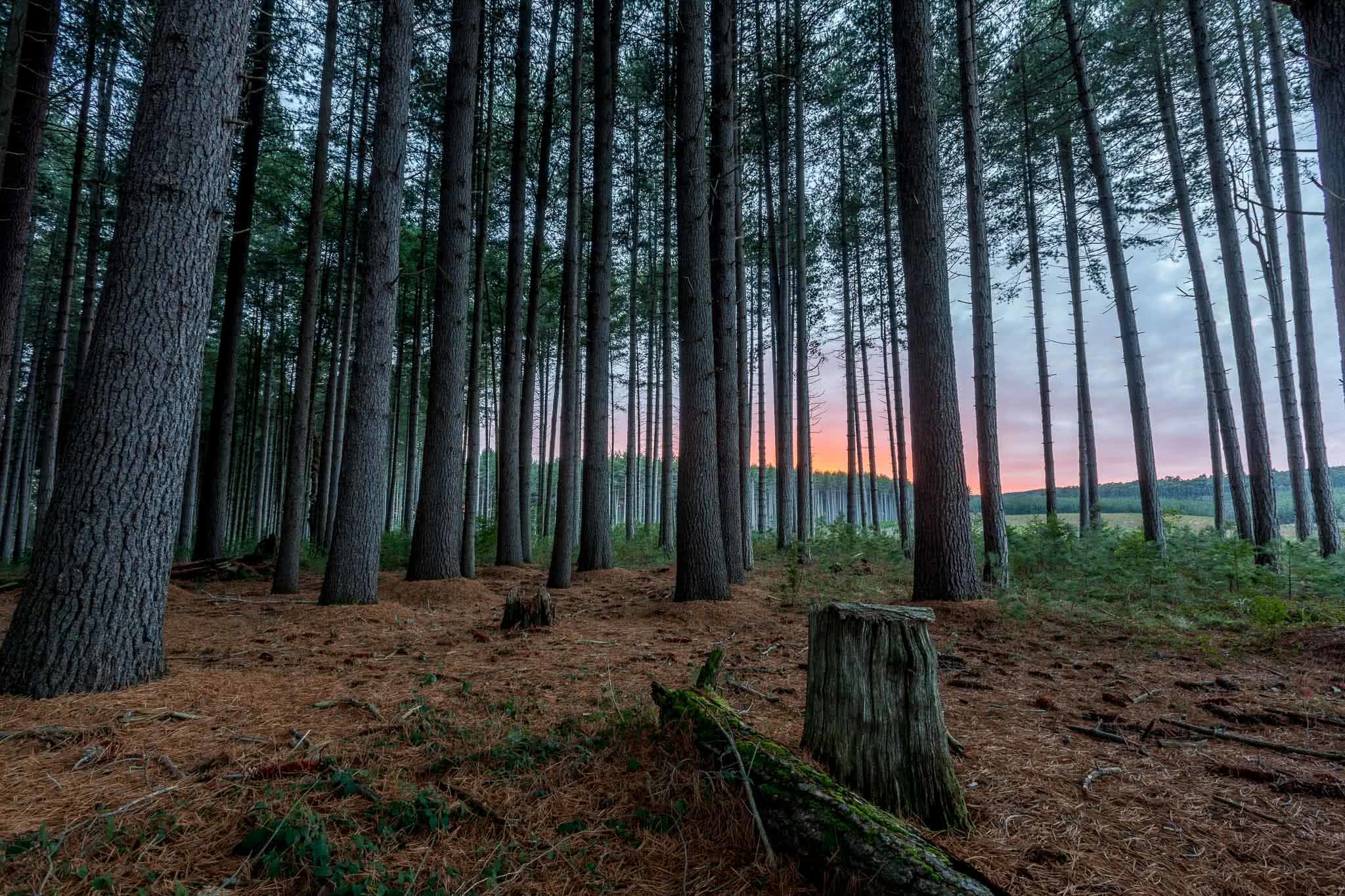 These NSW State Forests Are Being Considered For Privatisation - We Are ...