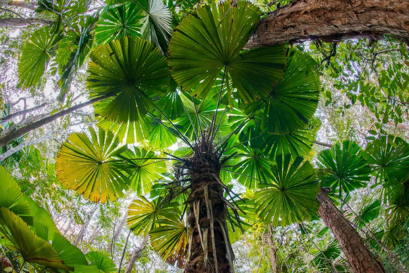We're Buying A Hectare Of Daintree Rainforest And We Need Your Help ...