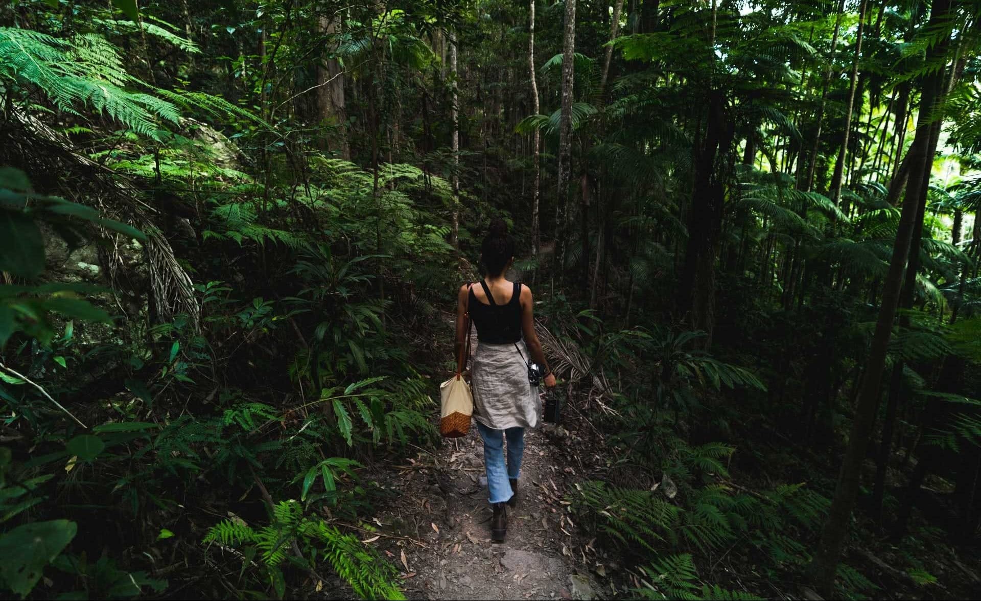 10 Rainforests Walks Near Sydney NSW 2023 - We Are Explorers