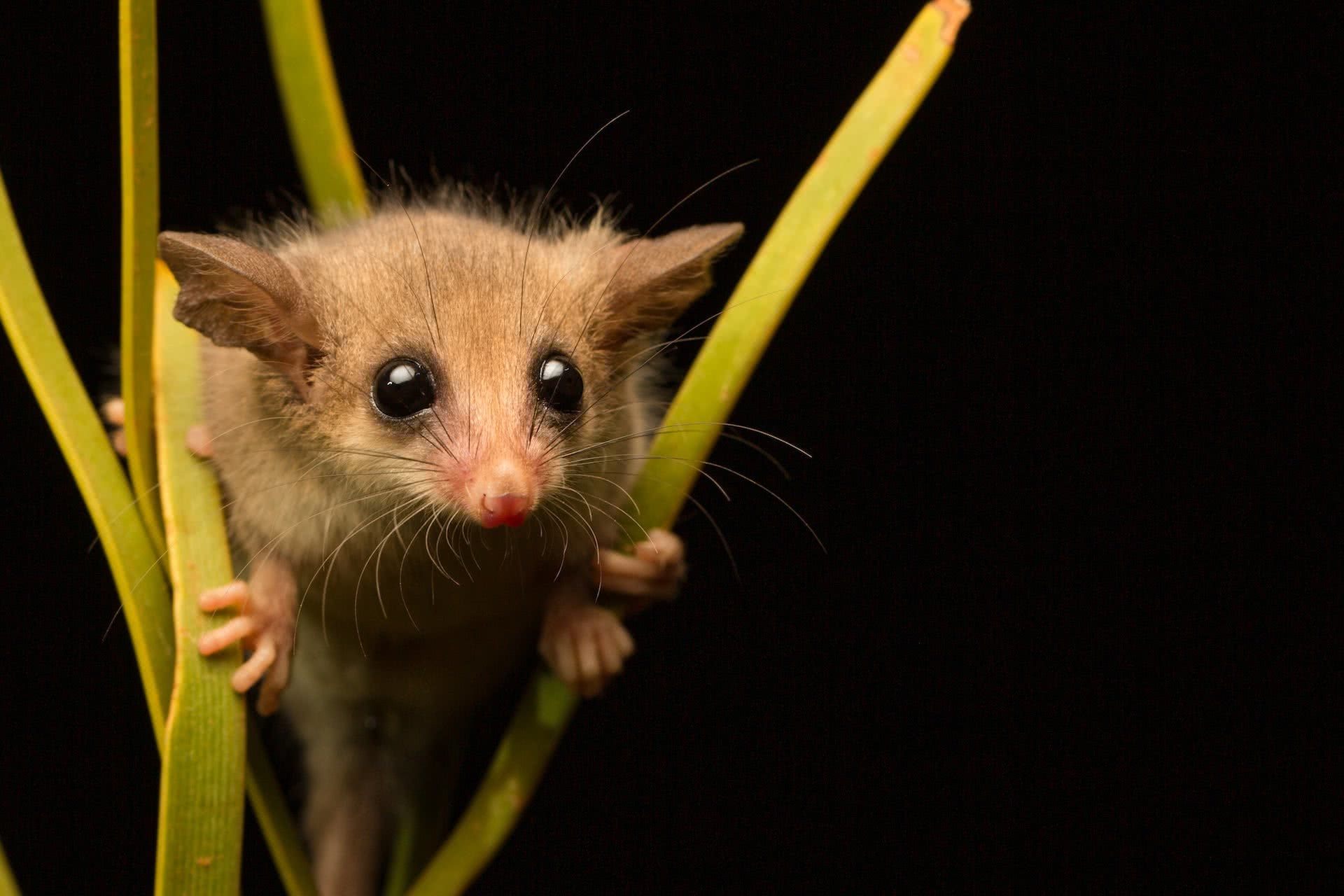 24 Free Nature & Animal Documentaries Online