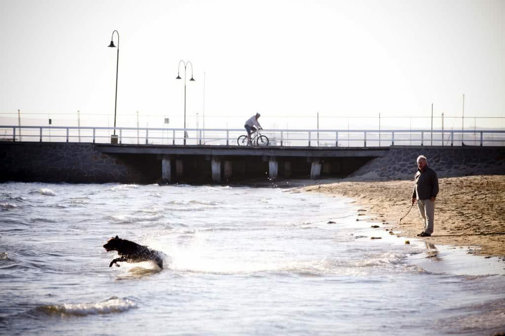 14 Best Dog Friendly Walks Melbourne 2023 - We Are Explorers