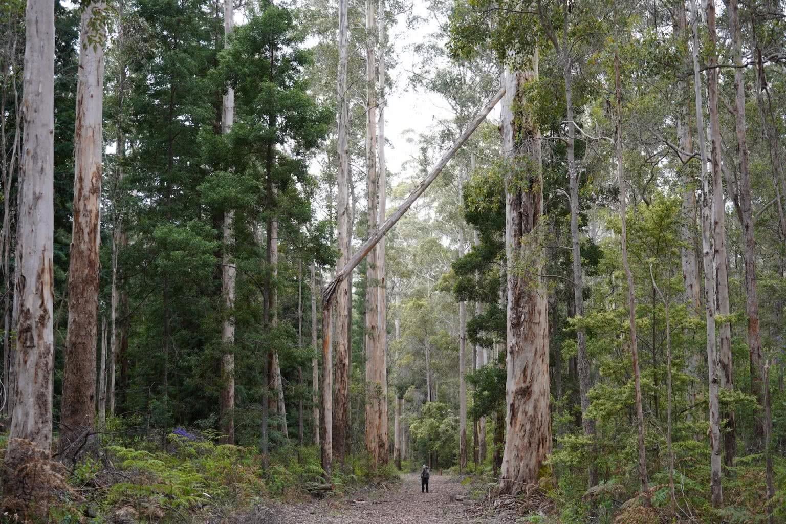 4 Thru Hikes in Australia - We Are Explorers