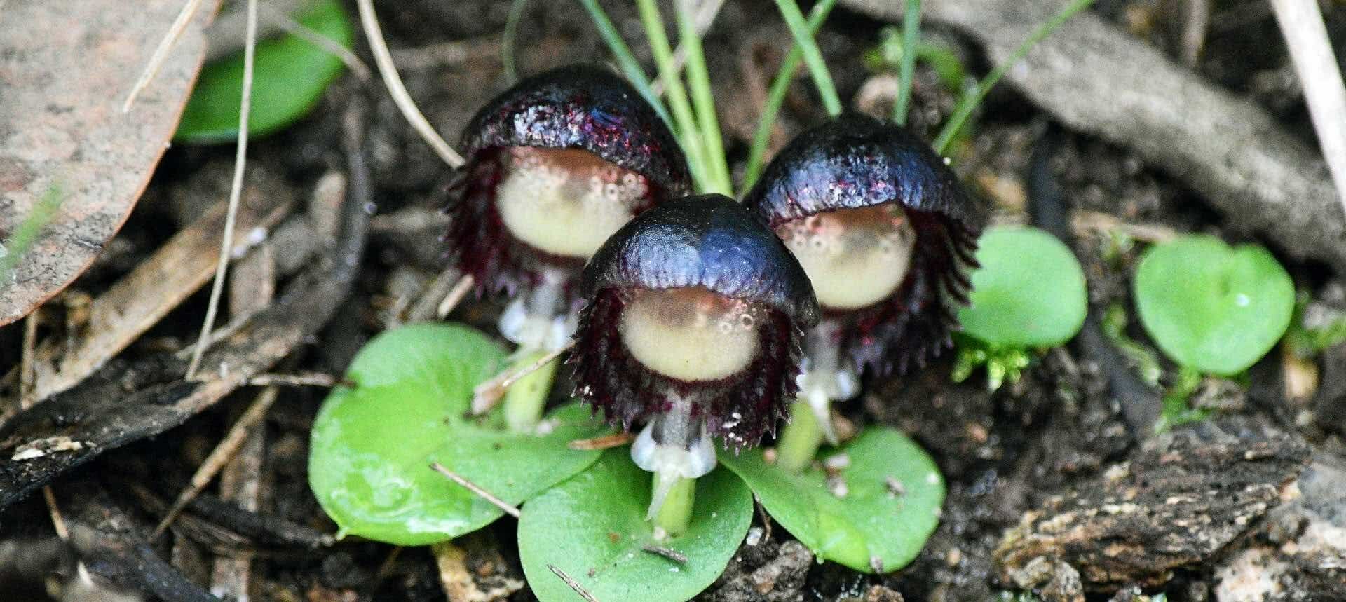 These Australian Native Orchids Bloom In Winter - We Are Explorers
