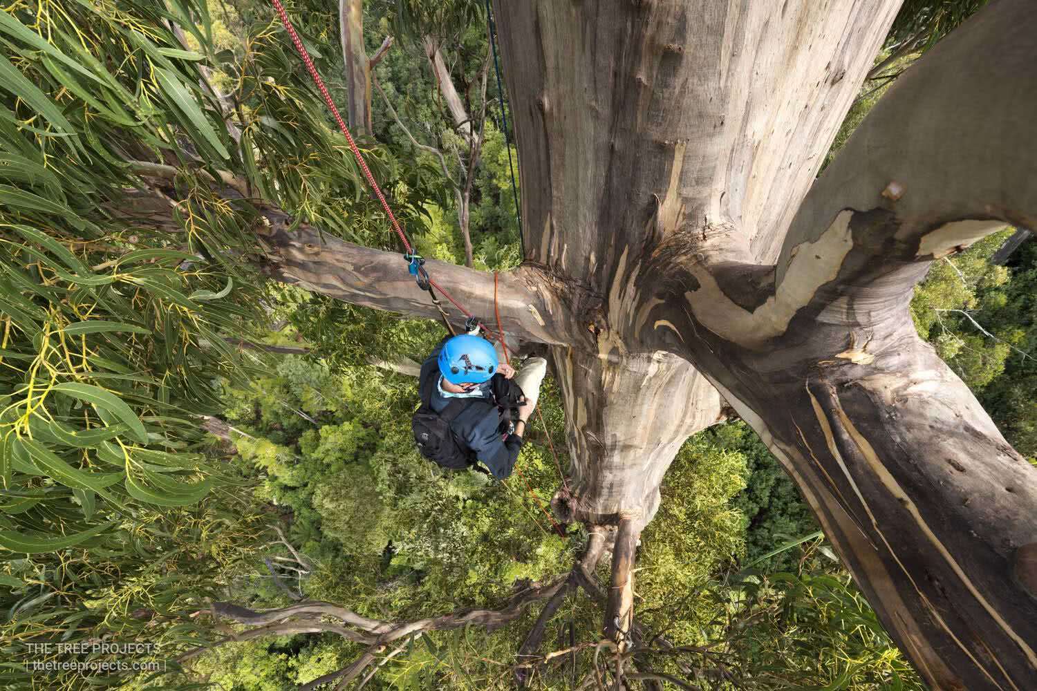 Tassie's 200 Giant Trees Are Now All Registered and Mapped Online - We ...