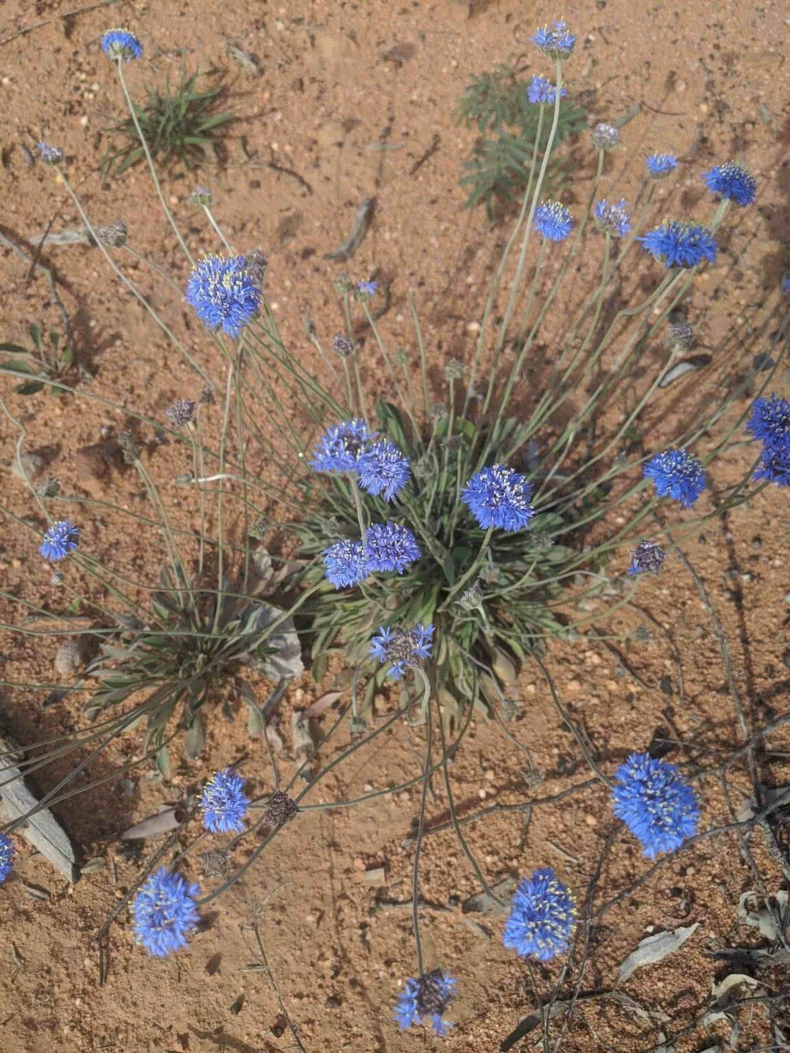 Pilliga Forest is Where Nature and Culture Collide - We Are Explorers