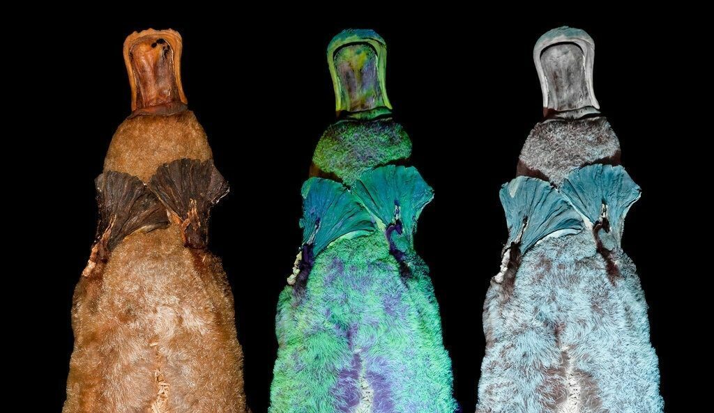 Platypuses Glow Under Ultraviolet Light Apparently - We Are Explorers