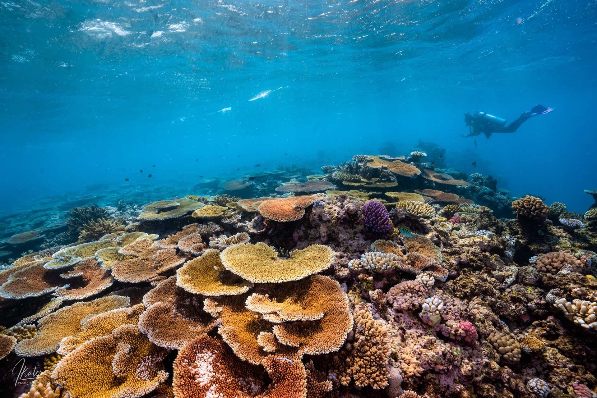 Take Part in The First Great Reef Census - We Are Explorers