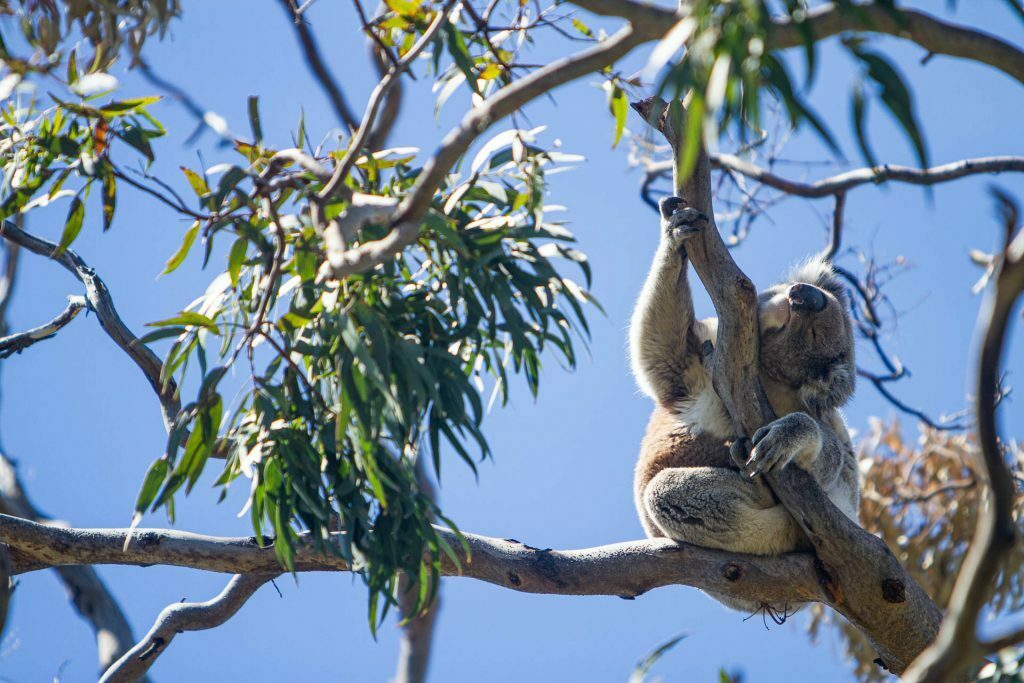 Koalas Under Threat – Can We Save Our Most Iconic Australian Animal ...