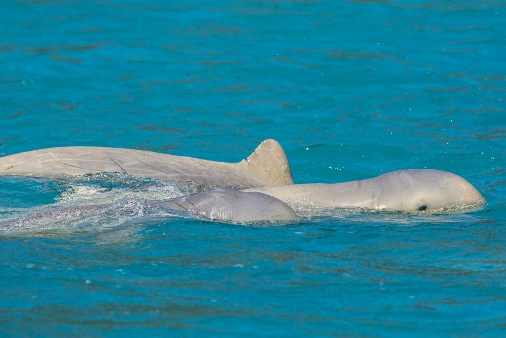 The Unique Aussie Dolphins You’ve Probably Never Heard Of - We Are ...