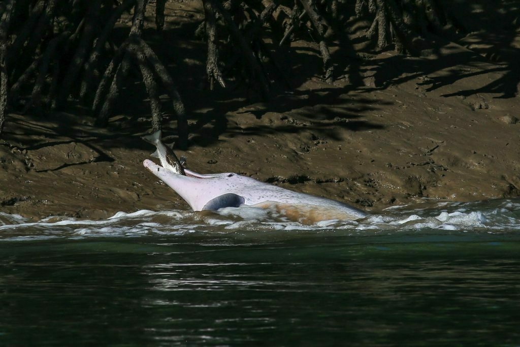 The Unique Aussie Dolphins You’ve Probably Never Heard Of - We Are ...