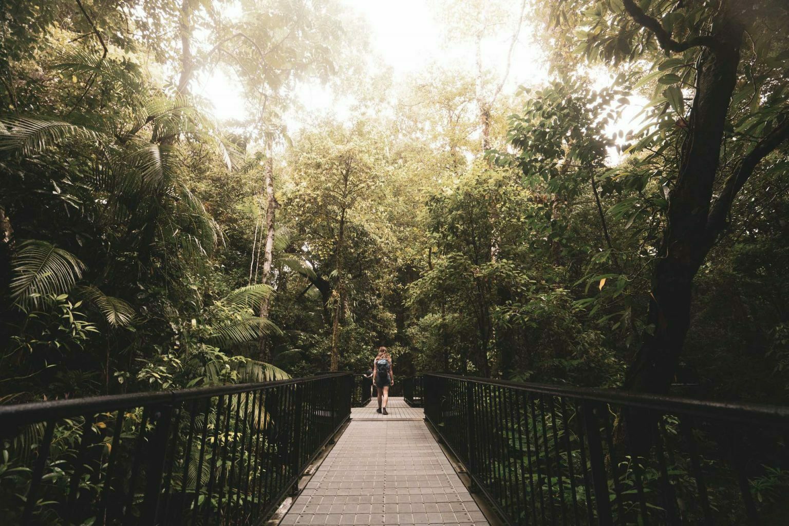 Connect to Country on a Mossman Gorge Dreamtime Walk - We Are Explorers