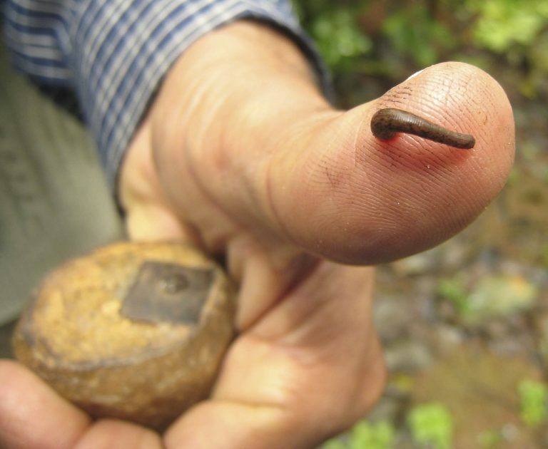 Leeches: How To Remove, Avoid, and Appreciate Them - We Are Explorers