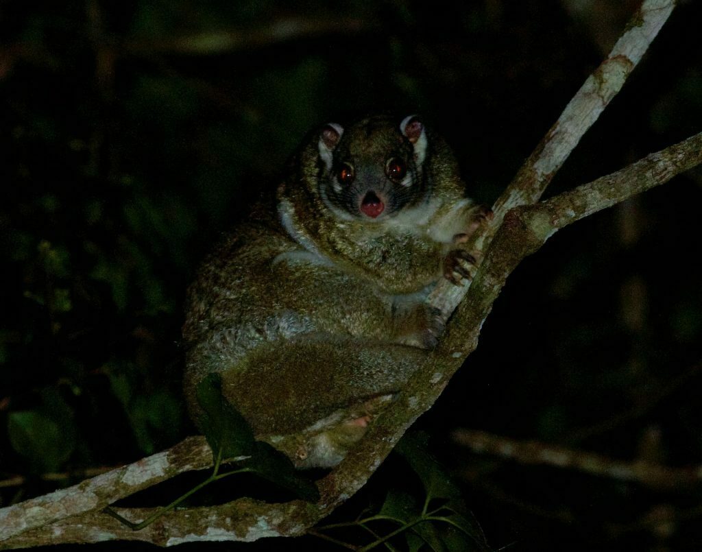 A Guide to Wildlife Spotlighting - We Are Explorers