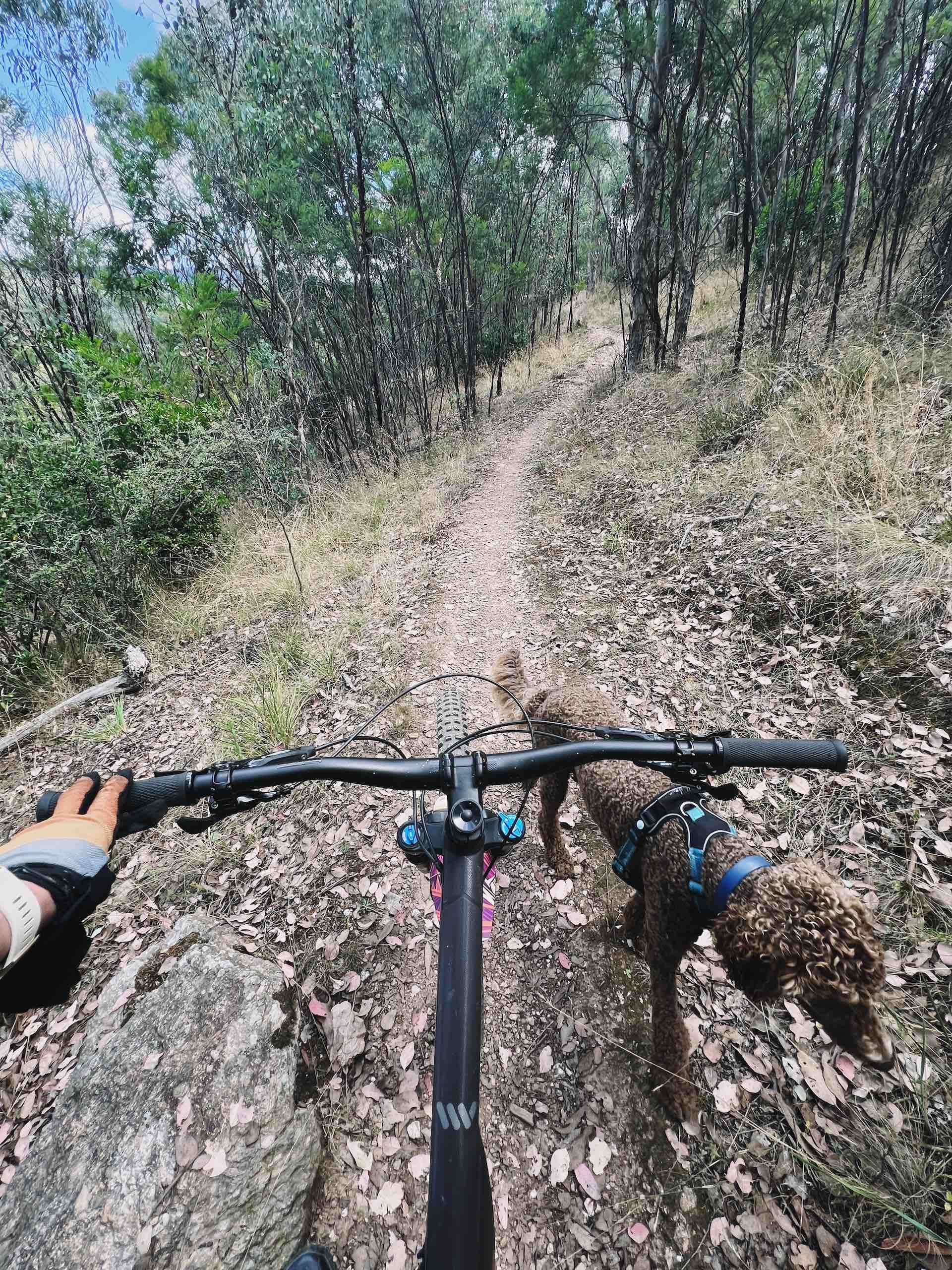 Mountain Bike Trails in the Snowy Mountains - We Are Explorers