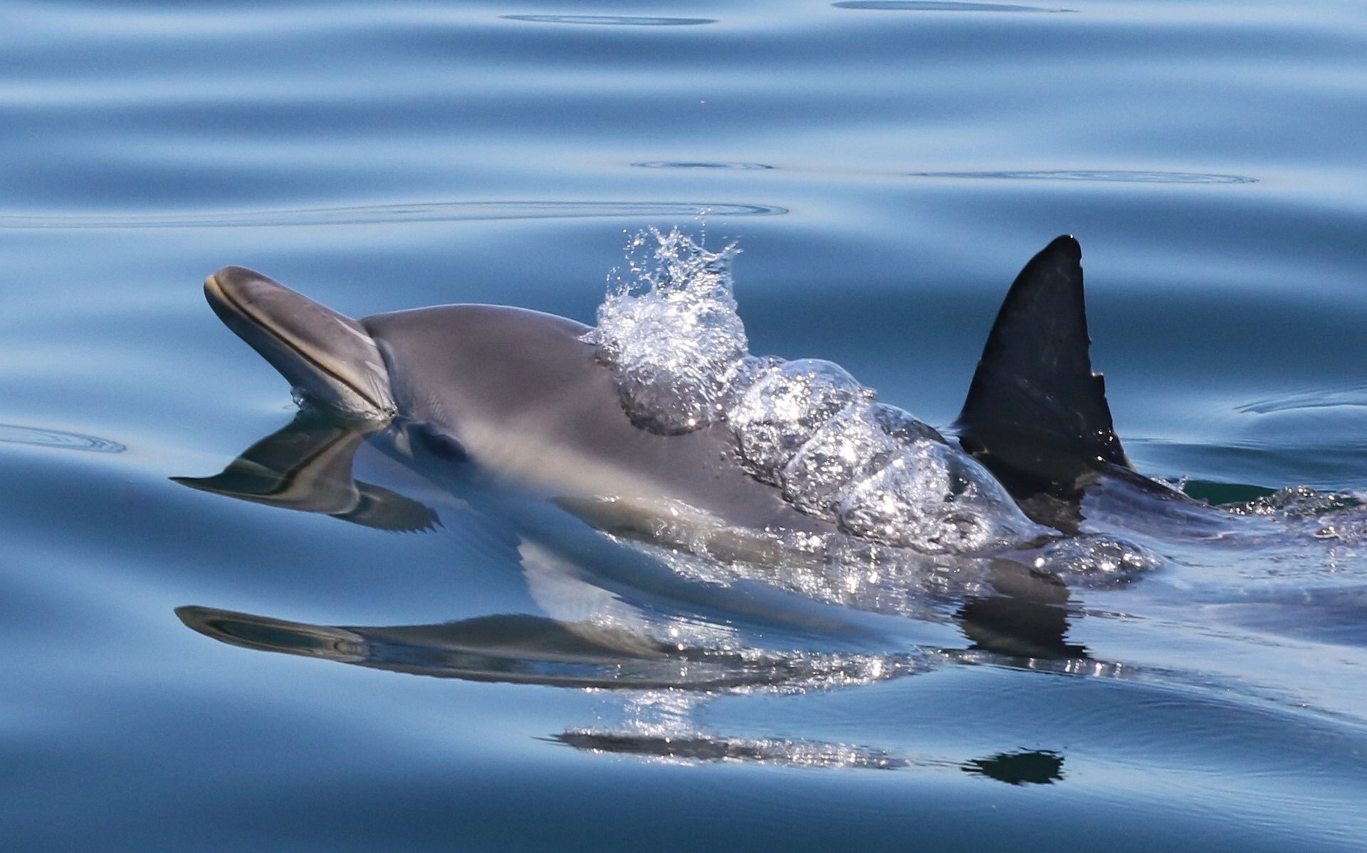 Lucky The Dolphin – A Conservation Success Story - We Are Explorers