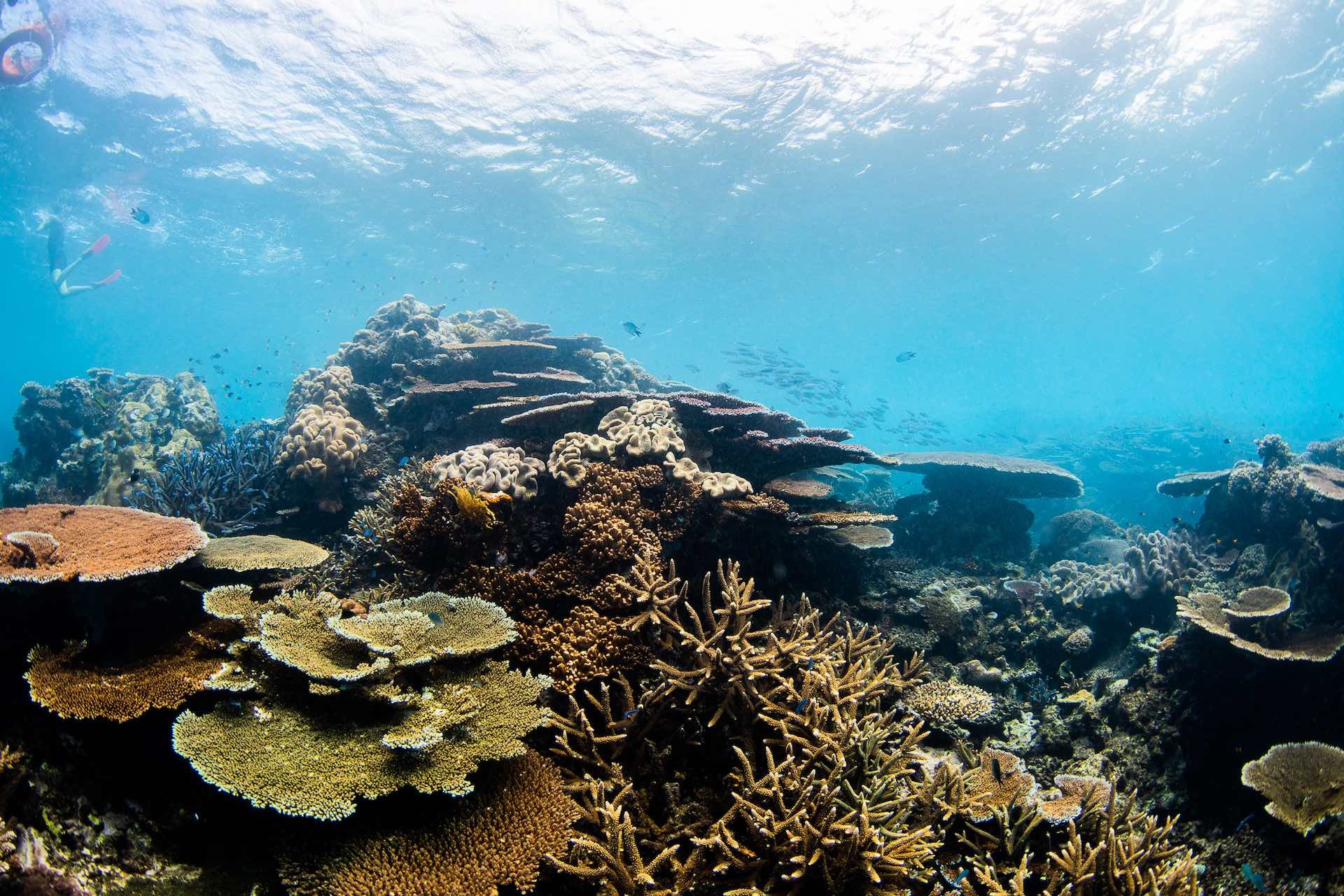 The 2nd Biggest Threat to the Great Barrier Reef – And What's Being ...