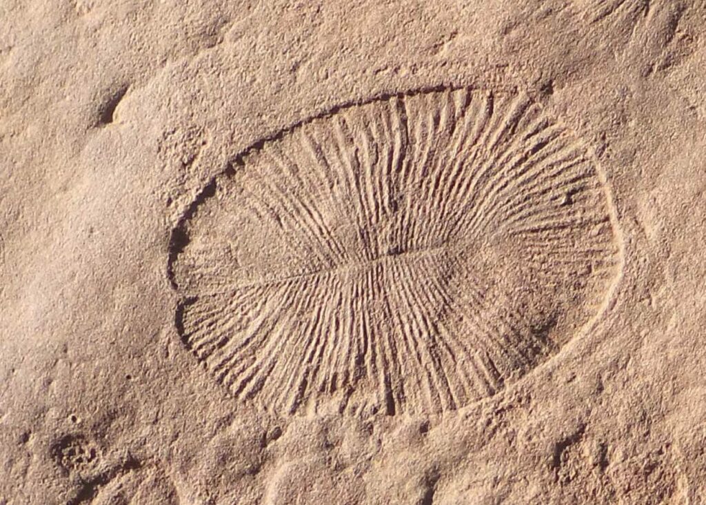 South Australia’s New National Park Protects a World-Renowned Fossil ...