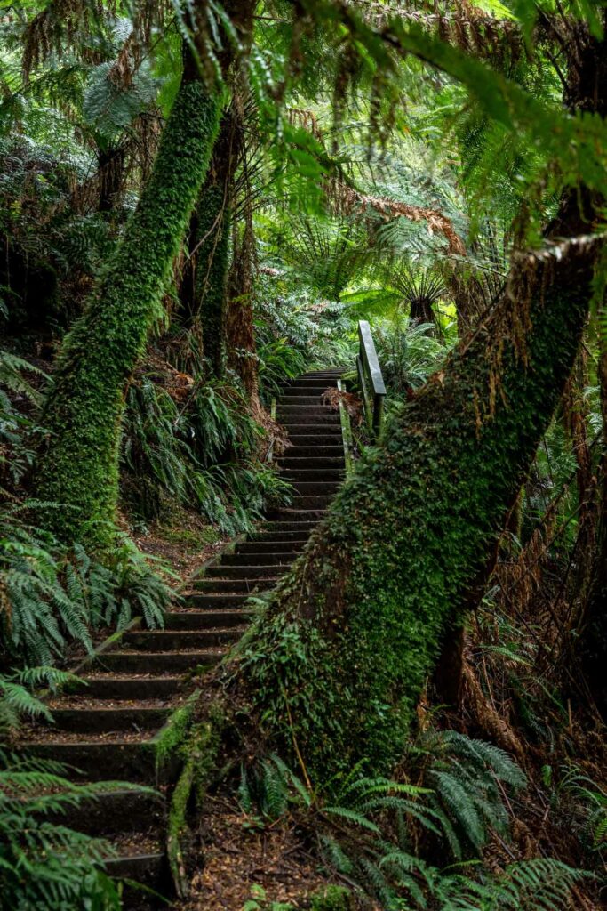13 Trails and Waterfalls in the Otways, Victoria - We Are Explorers