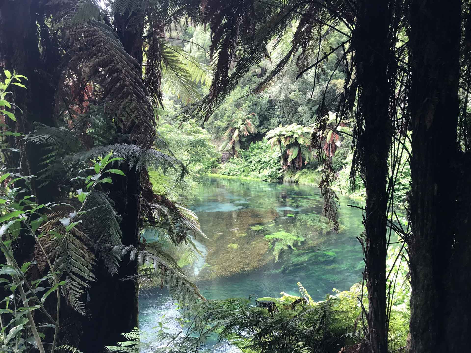 Blue Springs Walk – A Guide to the Te Waihou Walkway - We Are Explorers