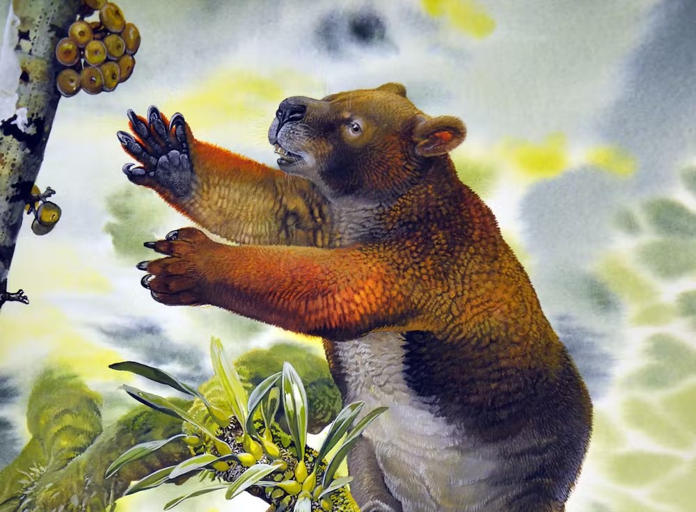 Apparently Drop Bears Actually Used to Exist But So Did Tree Climbing ...