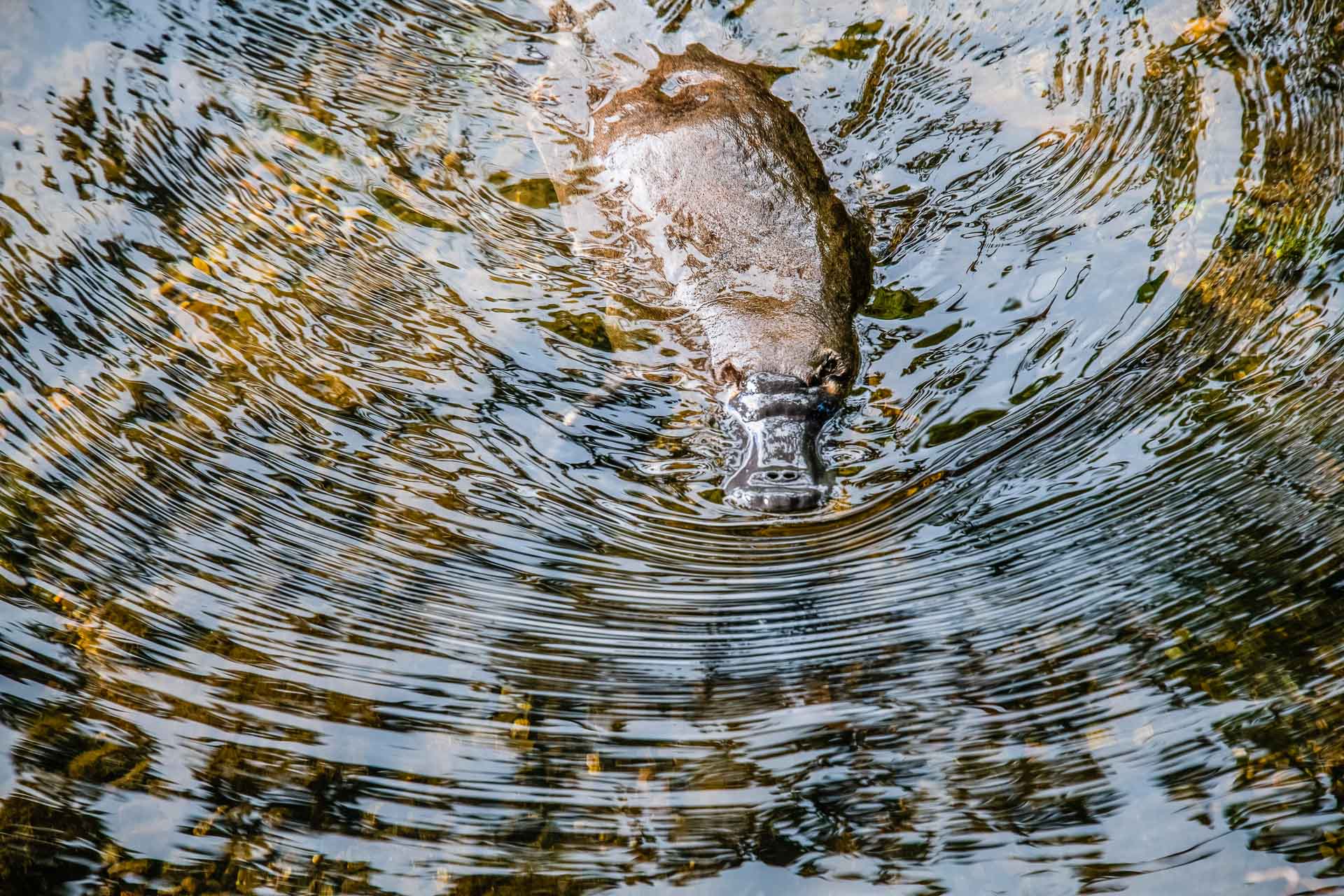 Great News! Platypuses Have Been Found in Sydney - We Are Explorers