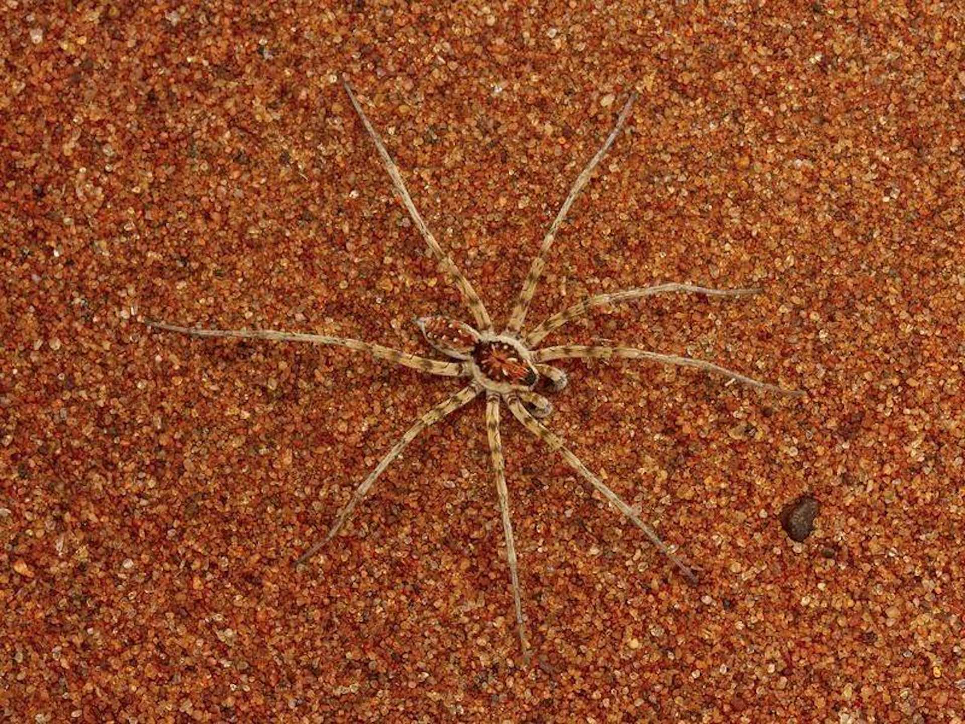 Meet Australia's Newest Spiders: 48 Ground-Hunters That Don't Spin Webs ...
